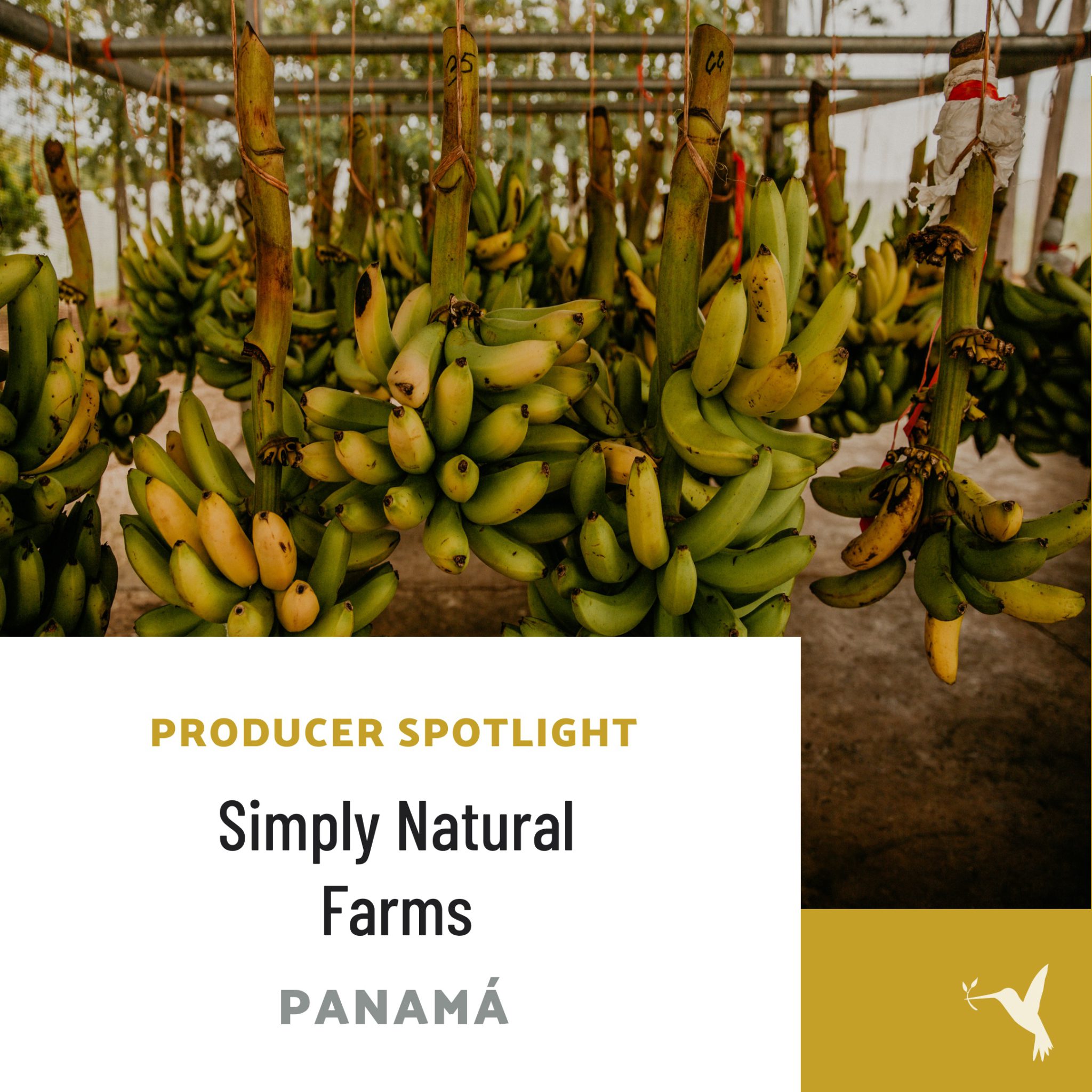 Producers Spotlight: Simply Natural Farms - Producers Stories