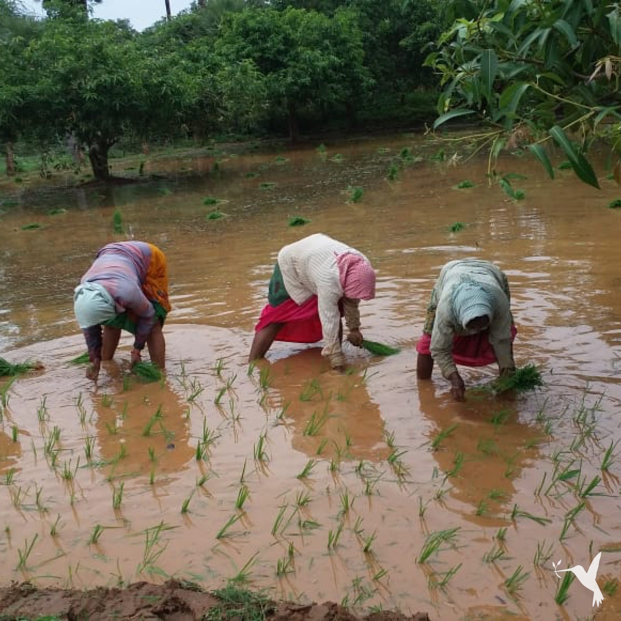 How Education Leads to Farmer Empowerment - Producers Stories