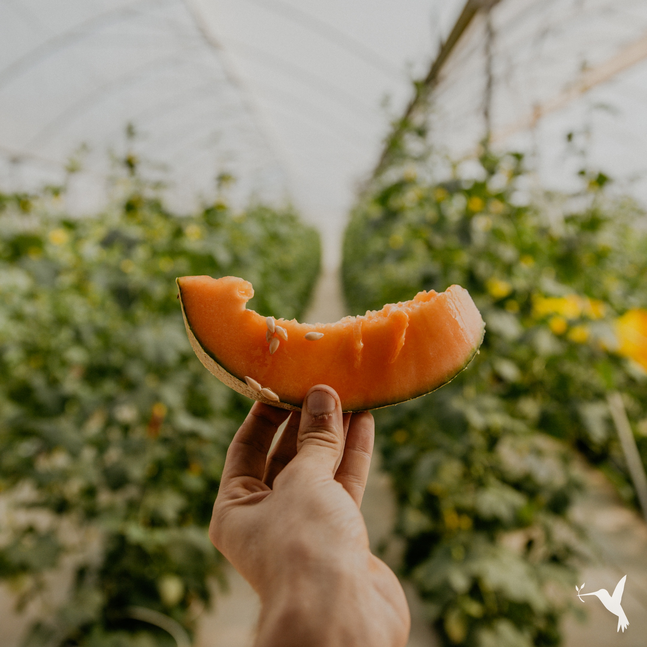 Product Spotlight: Simply Natural 14 Brix Melons - Producers Stories