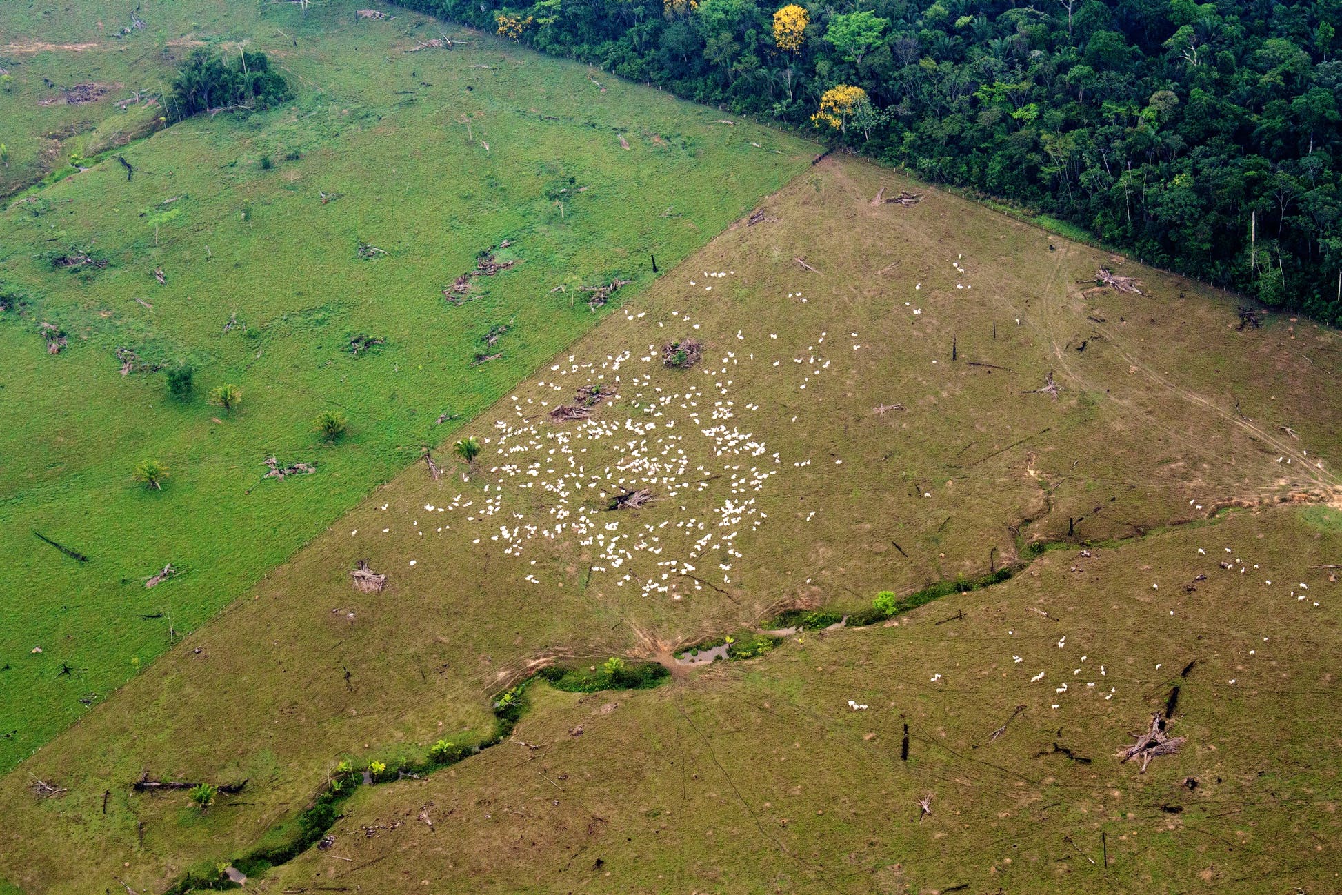 Producer Spotlight: Amazon Sustainable Forestry in Brazil - Producers ...