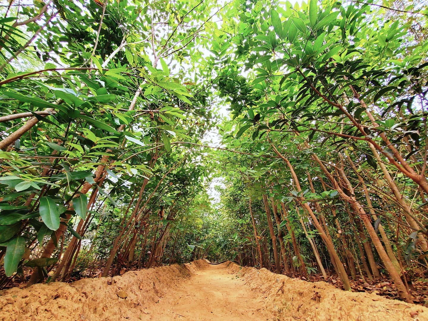 Producers Spotlight: SayTrees - Producers Stories