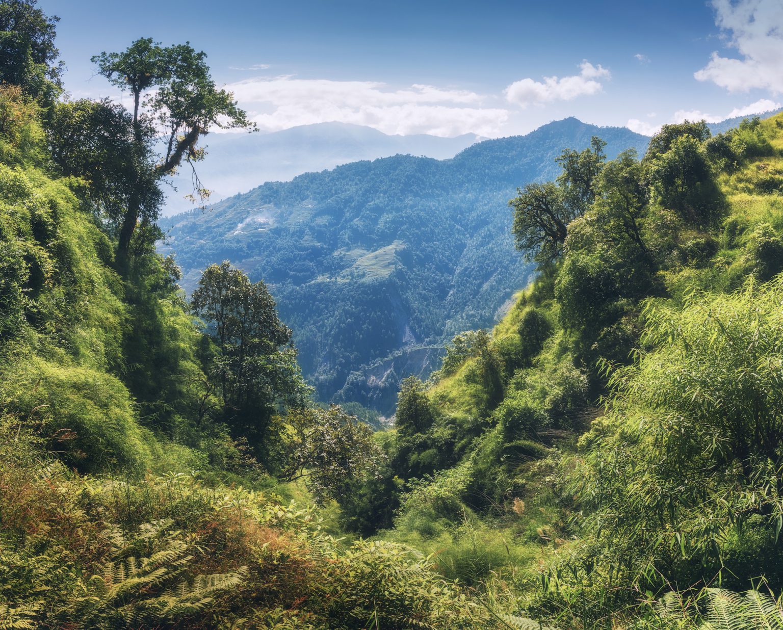 Tropical Forestry Crops - Producers Stories