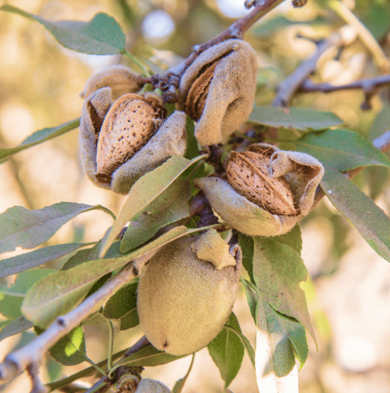 Organic Sicilian Almonds by Expergreen - Producers Stories