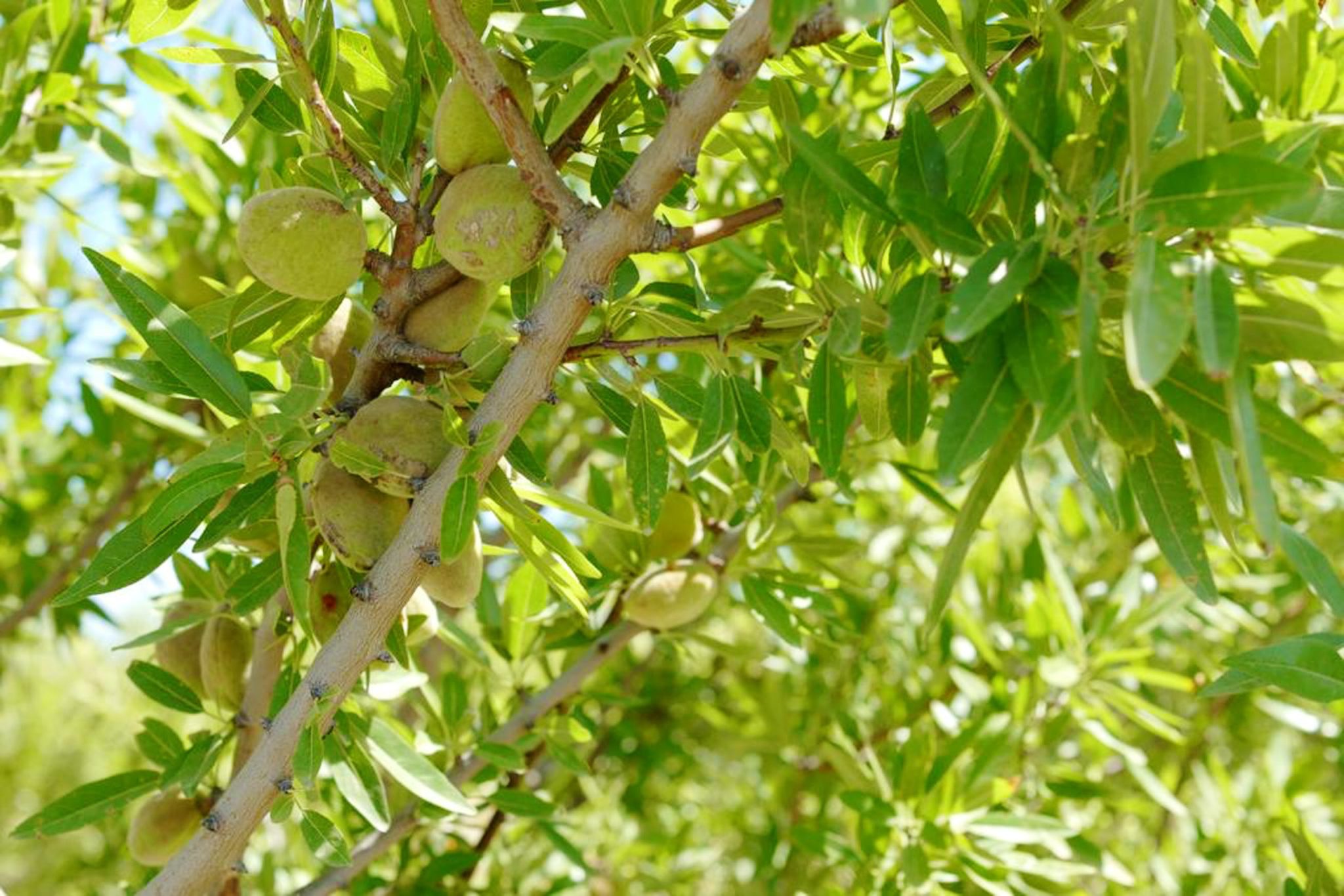 Organic Almonds: The Wild, Abundant Food of Sicily - Producers Stories
