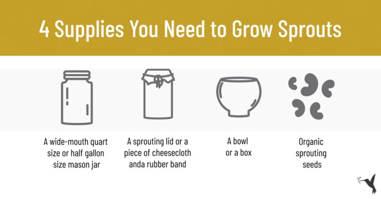 DIY: Sprouting Grains at Home - Producers Stories