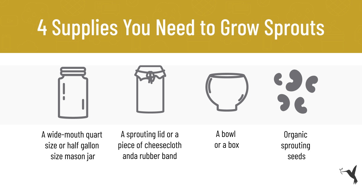 DIY: Sprouting Grains at Home - Producers Stories