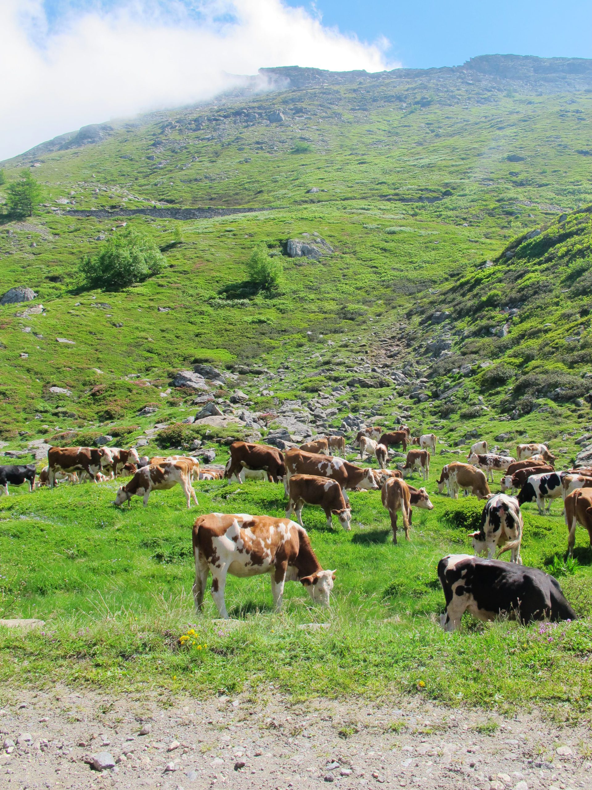 Regenerative Agriculture 101 The Basics Producers Stories