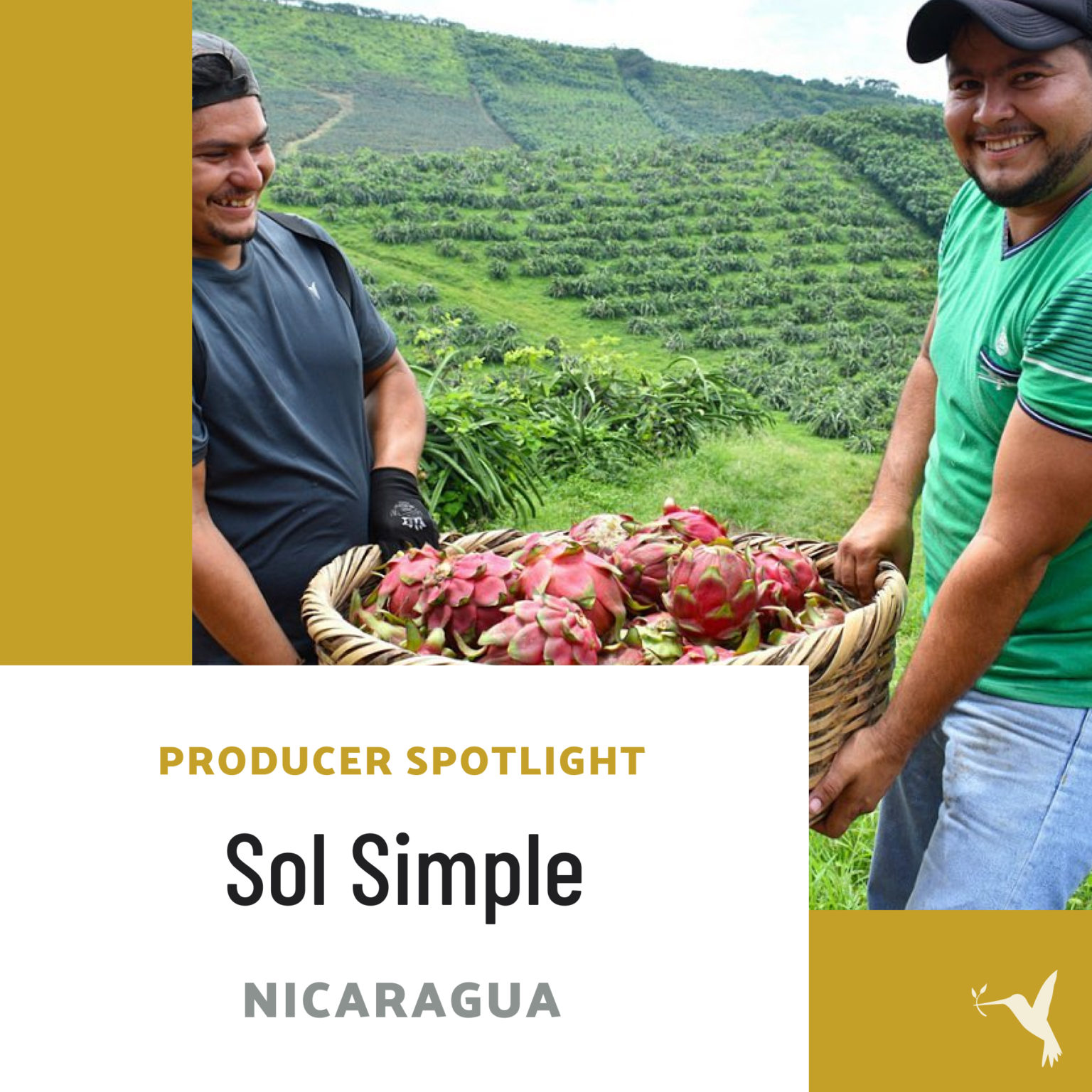 Producer Spotlight: Sol Simple - Producers Stories