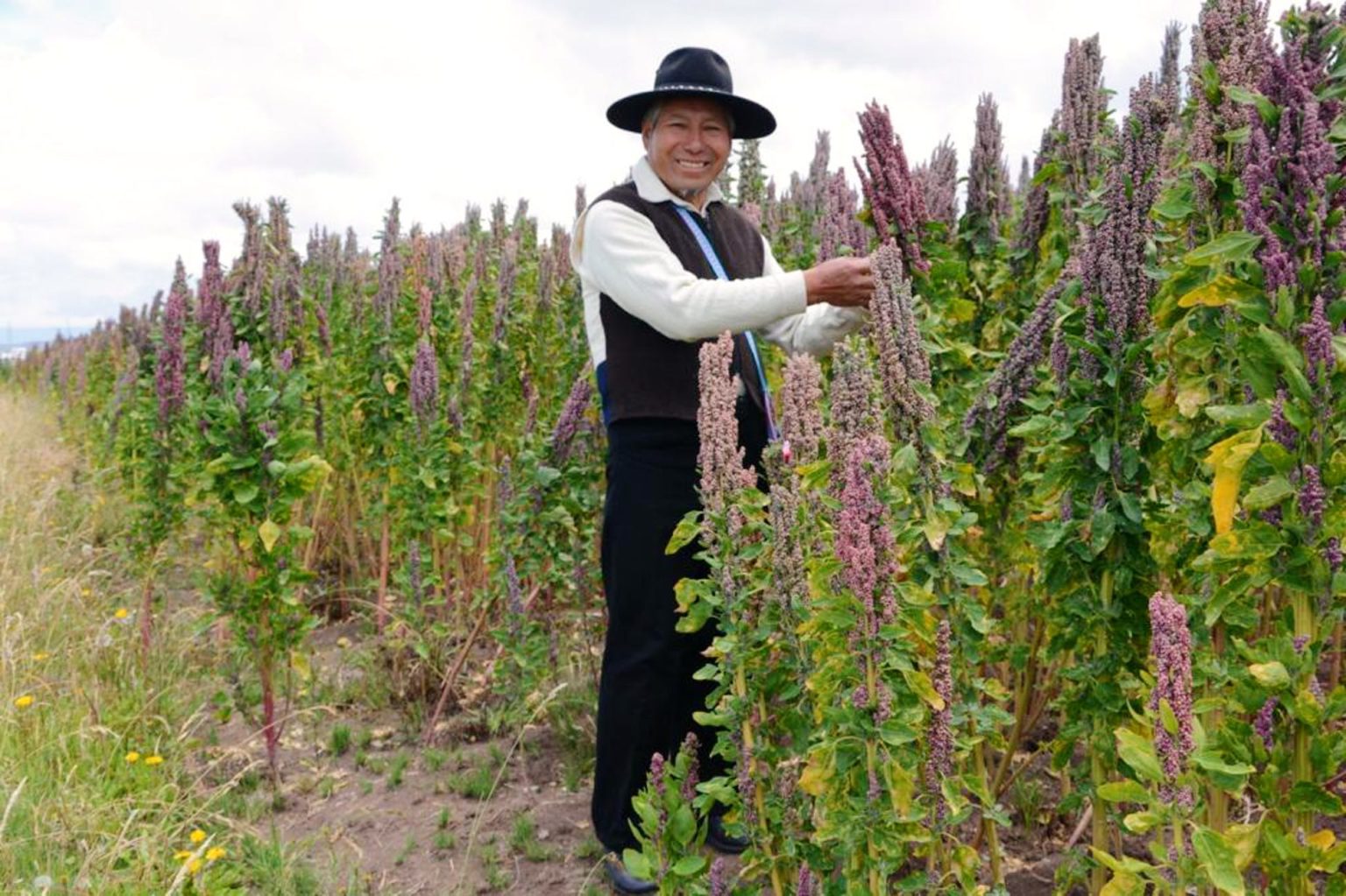 Quinoa: The Majestic Superfood of the Andes - Producers Stories