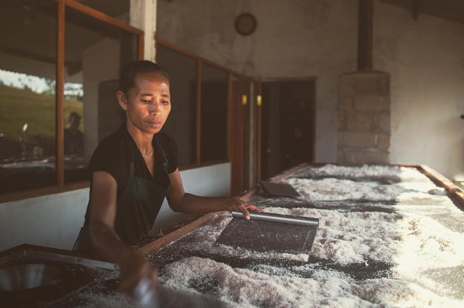 Everything You Need to Know About Coconuts - Producers Stories