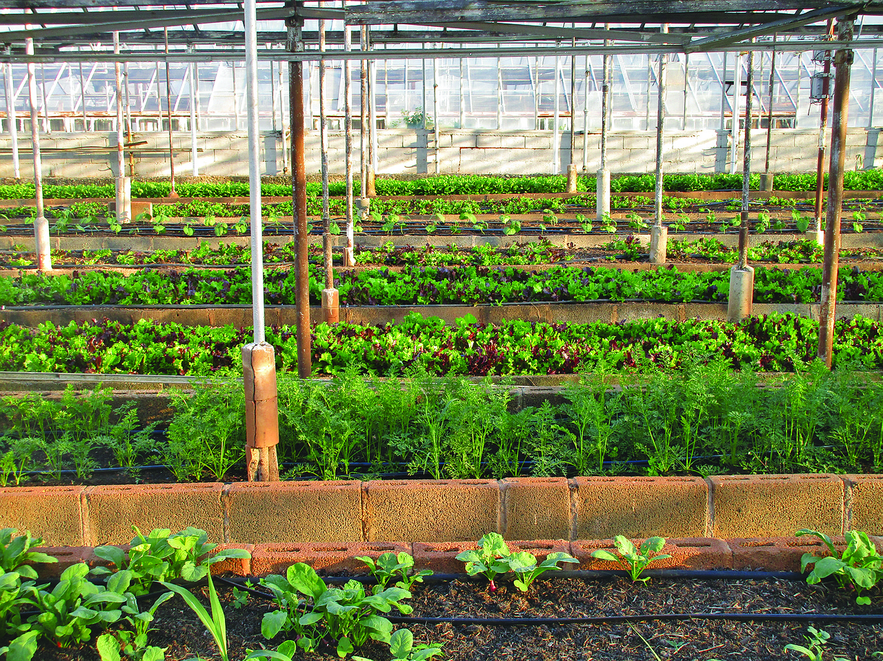 How Organic Farming is Good for Business - Producers Stories