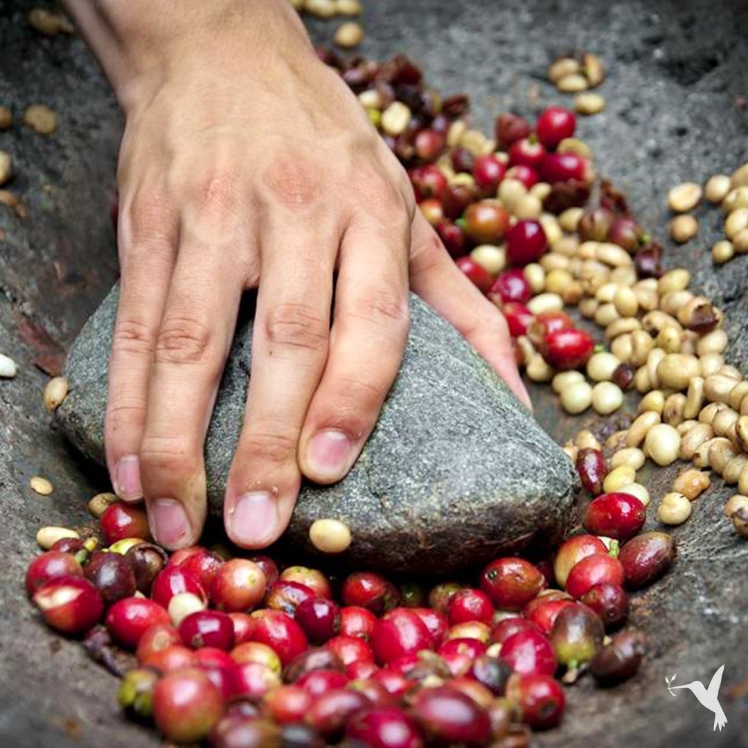 Artisanal Coffee from Around the World - Producers Stories