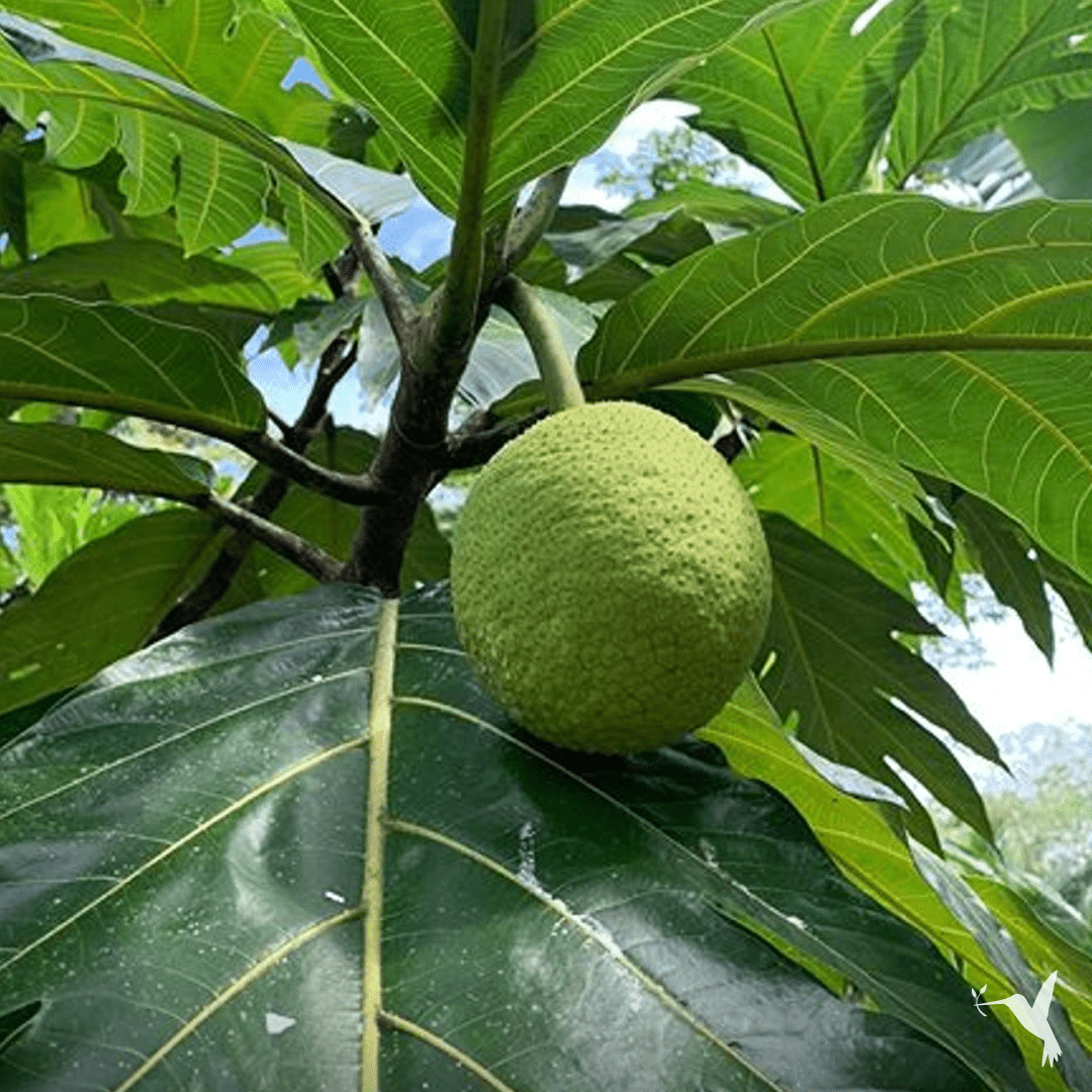 Product Spotlight: Breadfruit Superfood - Producers Stories
