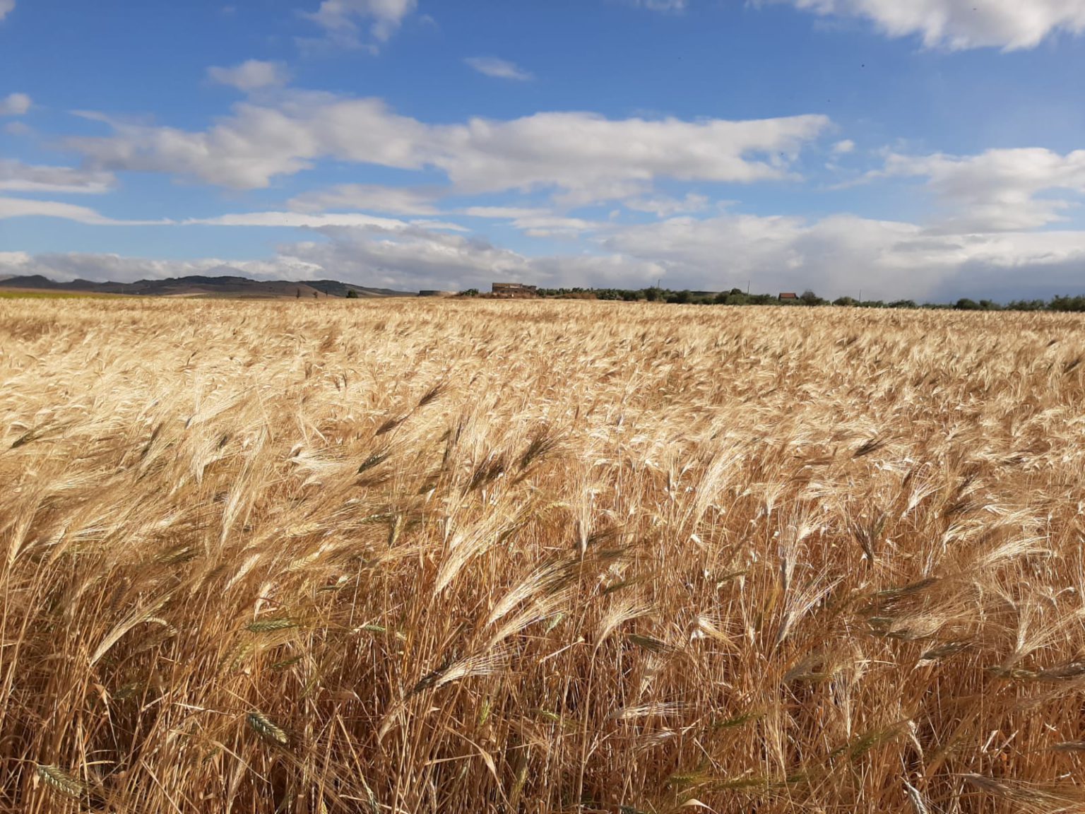 Producer Spotlight: Pastificio Minardo - Producers Stories