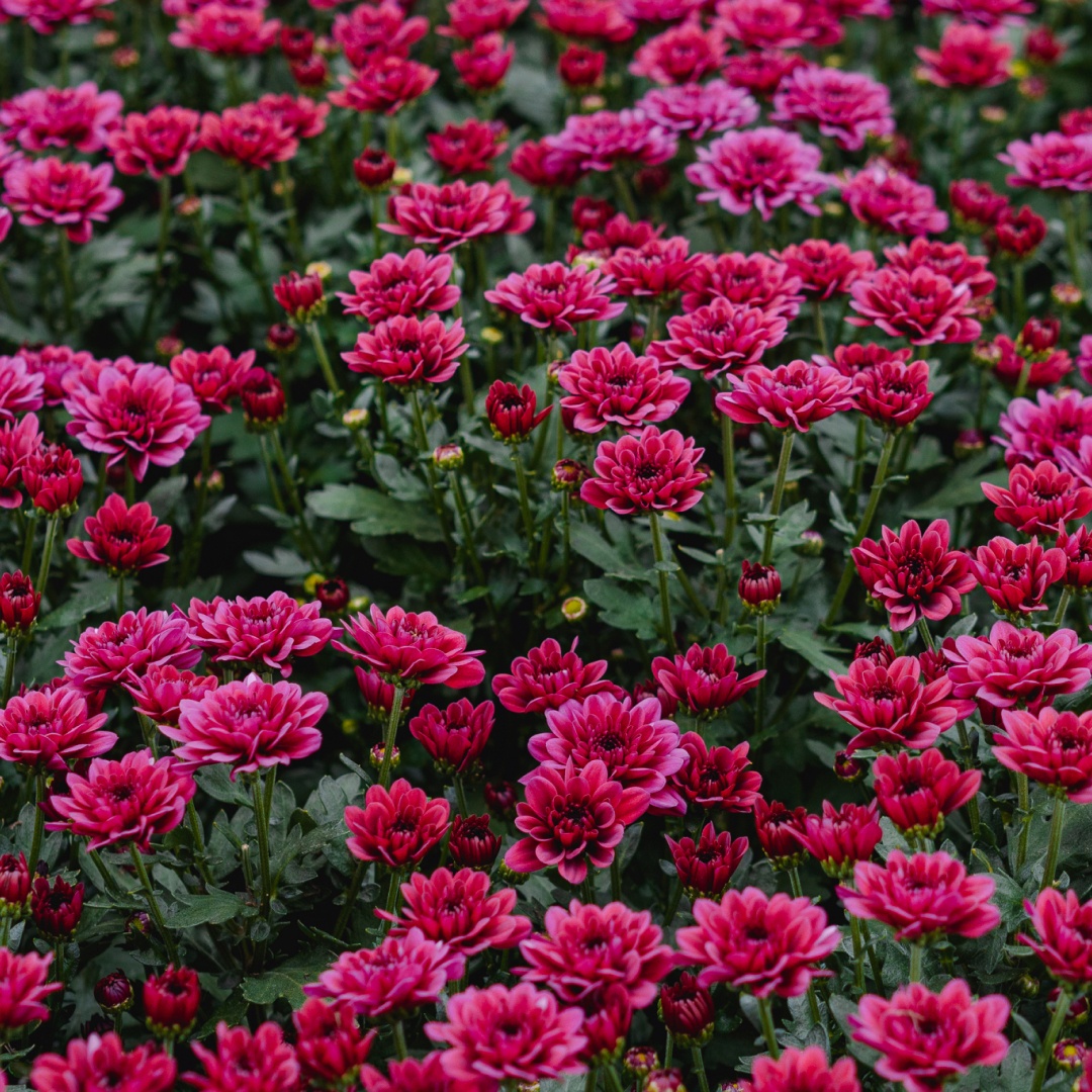 Flores El Capiro: Flowers, Women’s Empowerment, & Community - Producers ...