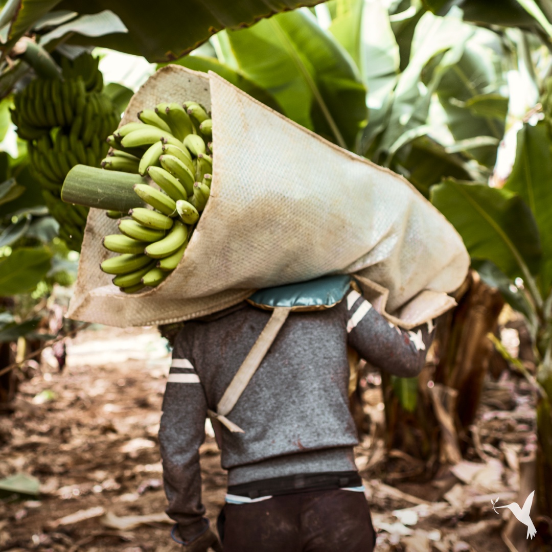 Keith Agoada: Why I Started Producers Market - Producers Stories