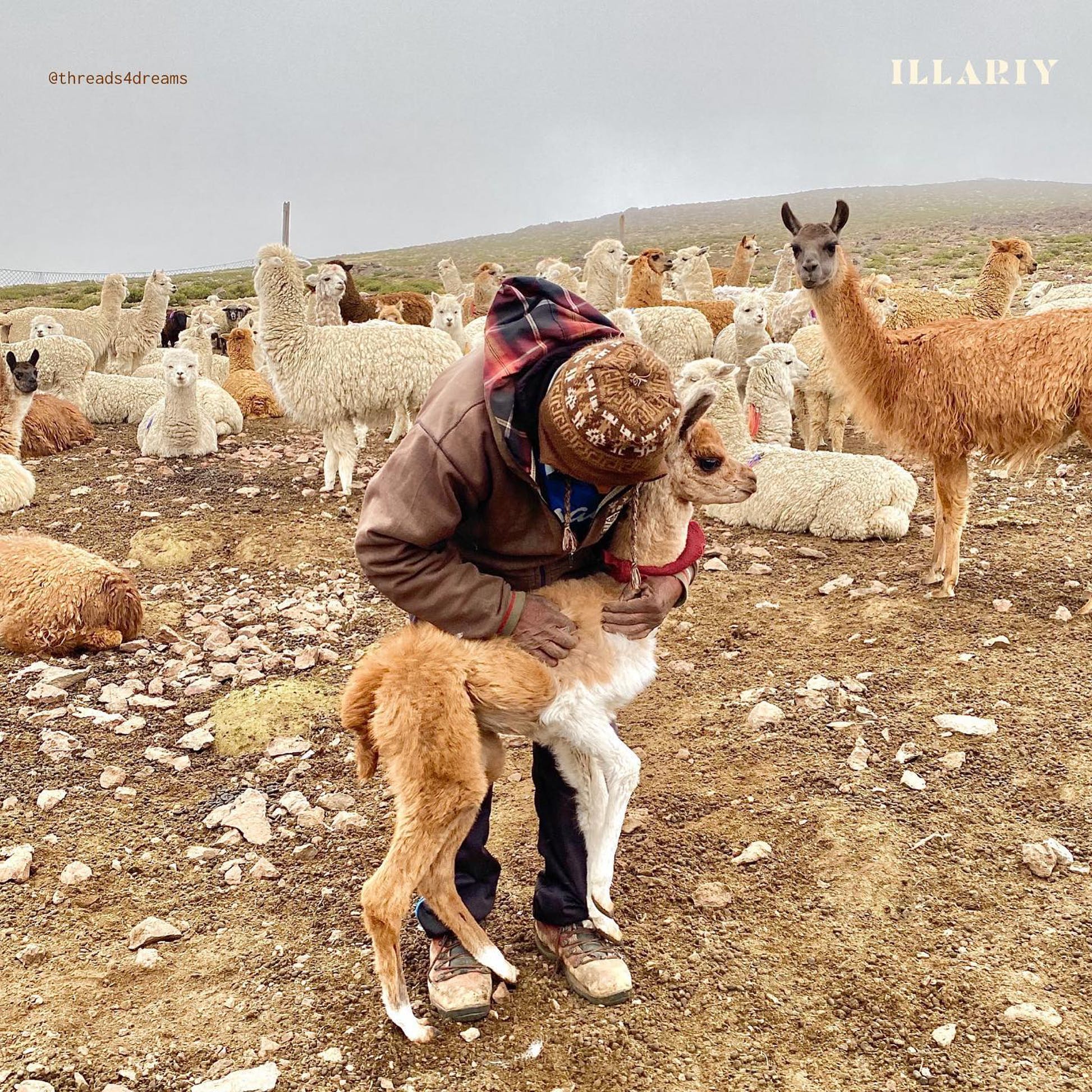 Threads 4 Dreams: Get Cozy In A Peruvian Alpaca Sweater - Producers Stories