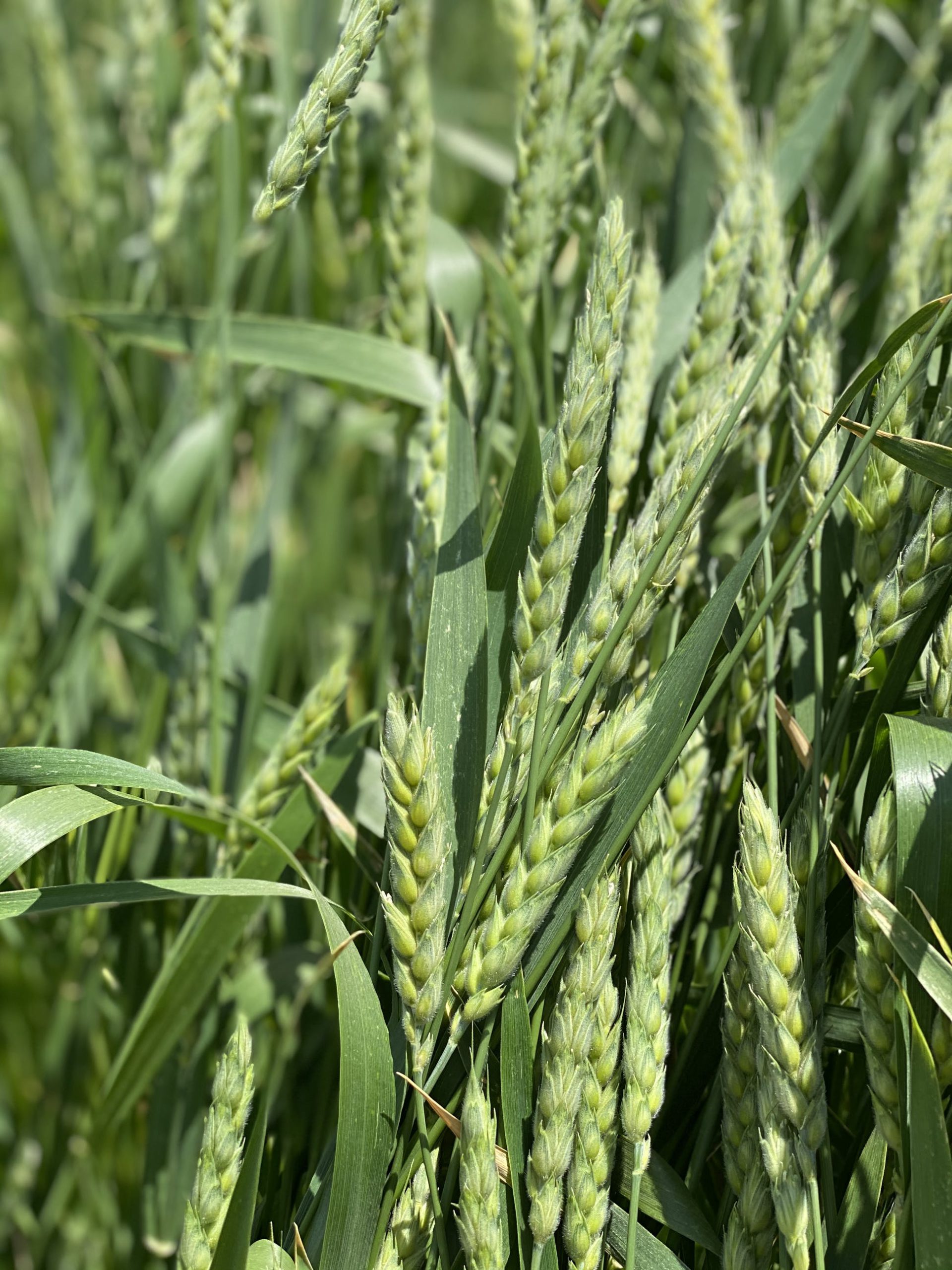 Producer Spotlight: Oatman Farms & Oatman Flats Ranch - Producers Stories