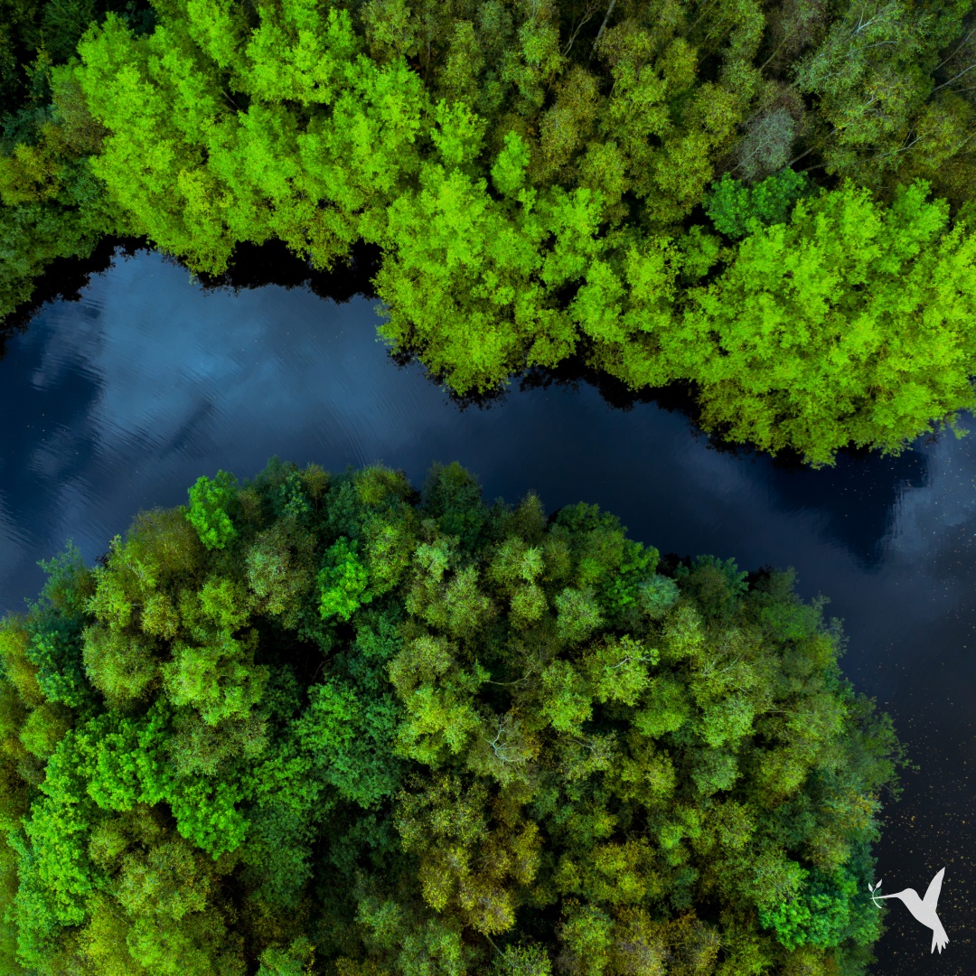 Amazon Deforestation & The Rise of Agroforestry - Producers Stories