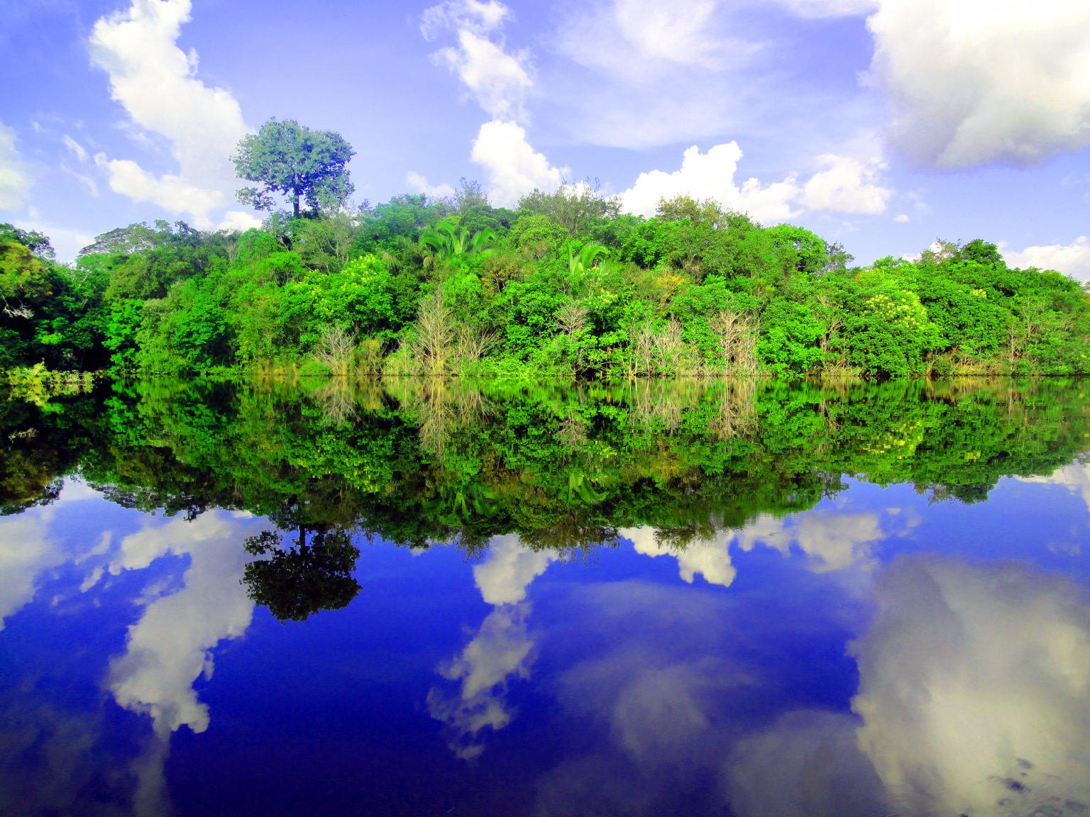 Amazon Deforestation & The Rise of Agroforestry - Producers Stories