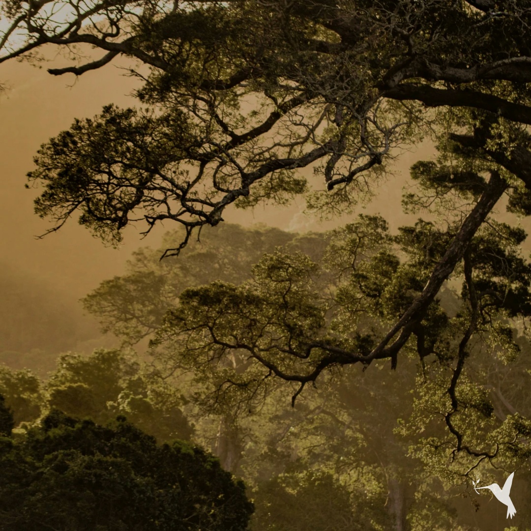 Carbon Insetting vs Carbon Offsetting: What You Need to Know ...