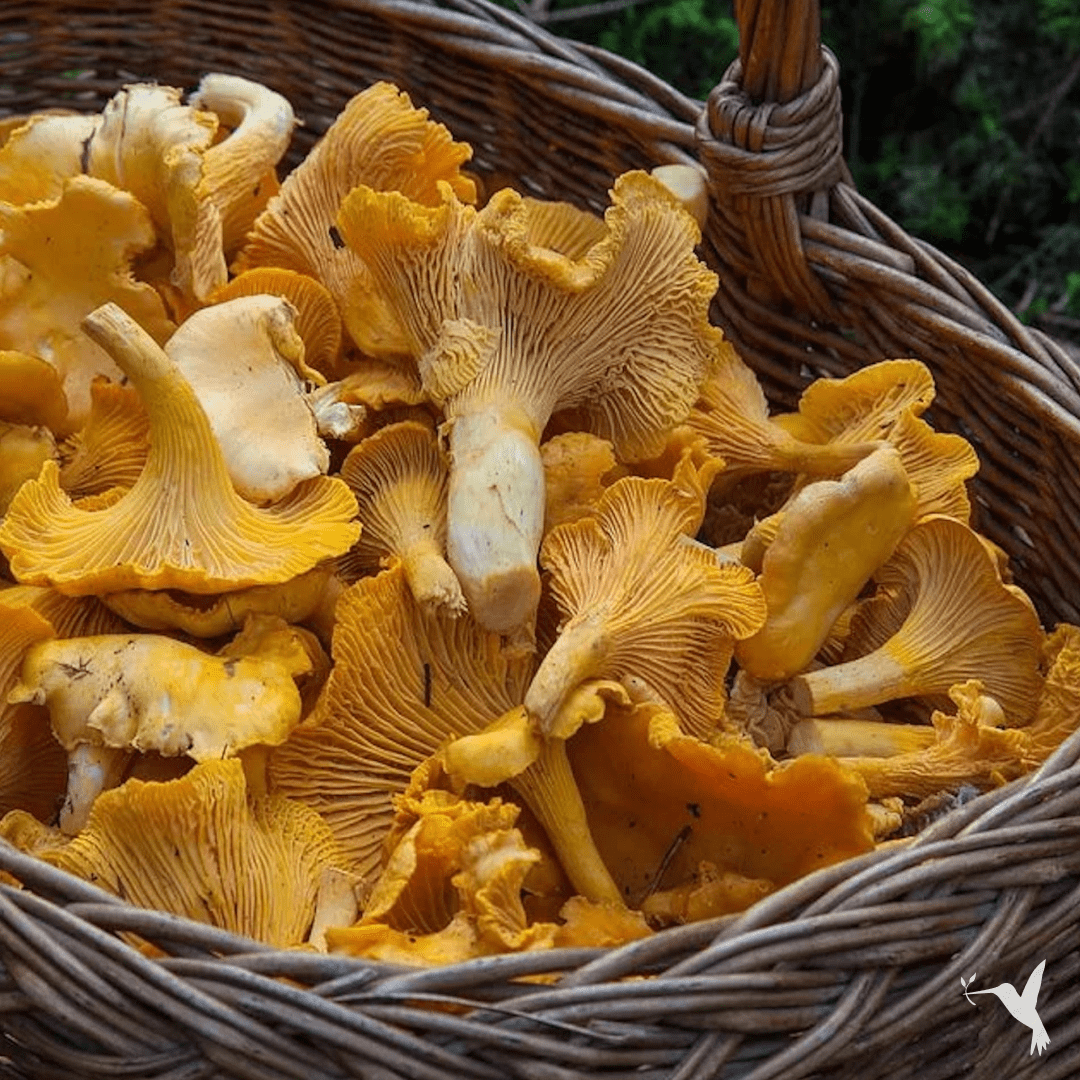 The Wild World of Fungi - Producers Stories